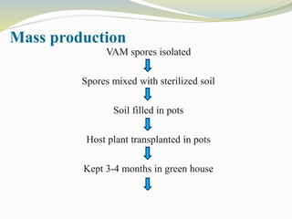 Biofertilizer | PPTX