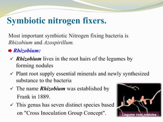 Biofertilizer | PPTX