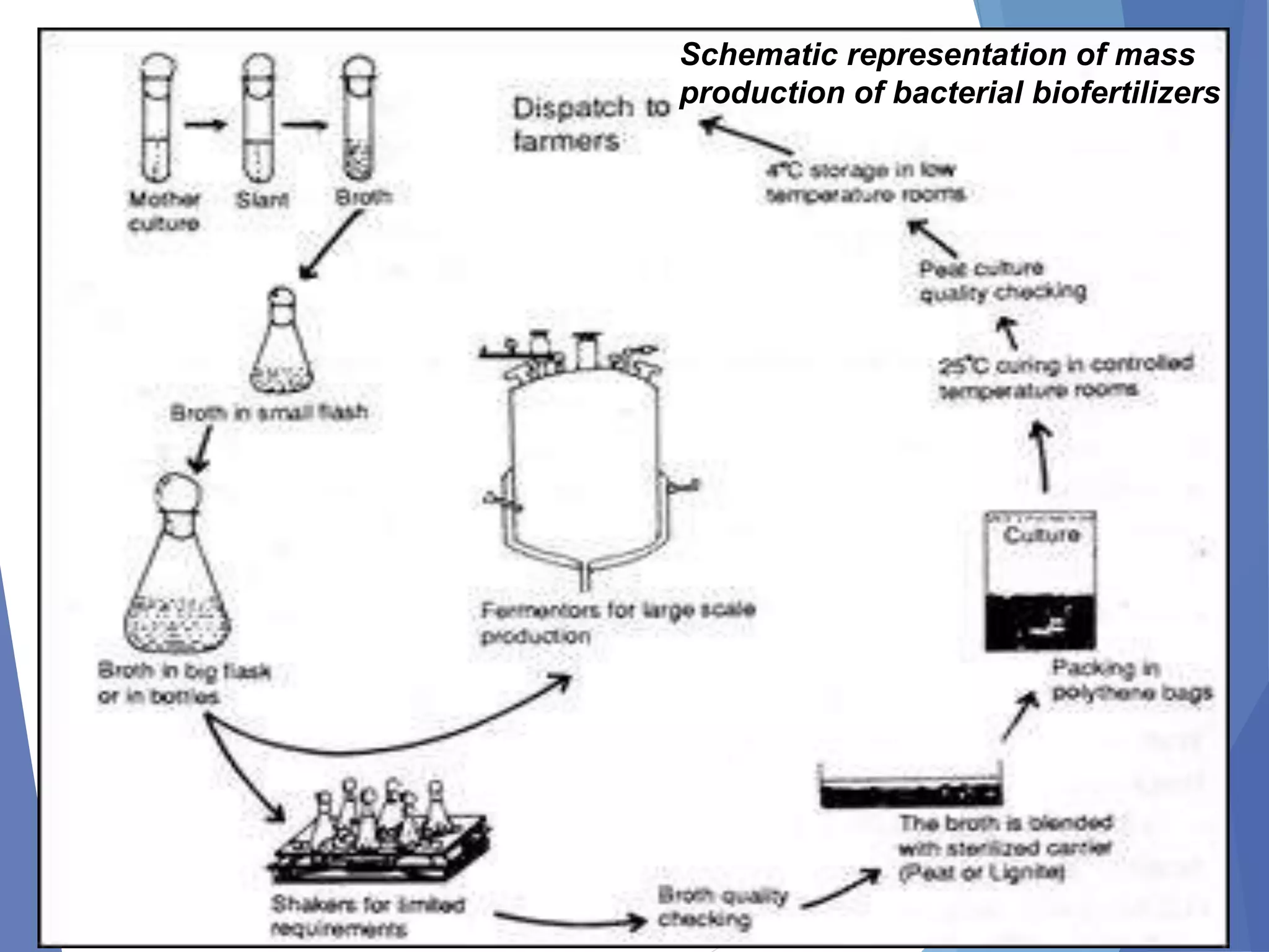Rhizobium Biofertilizer Mass Production | PPTX