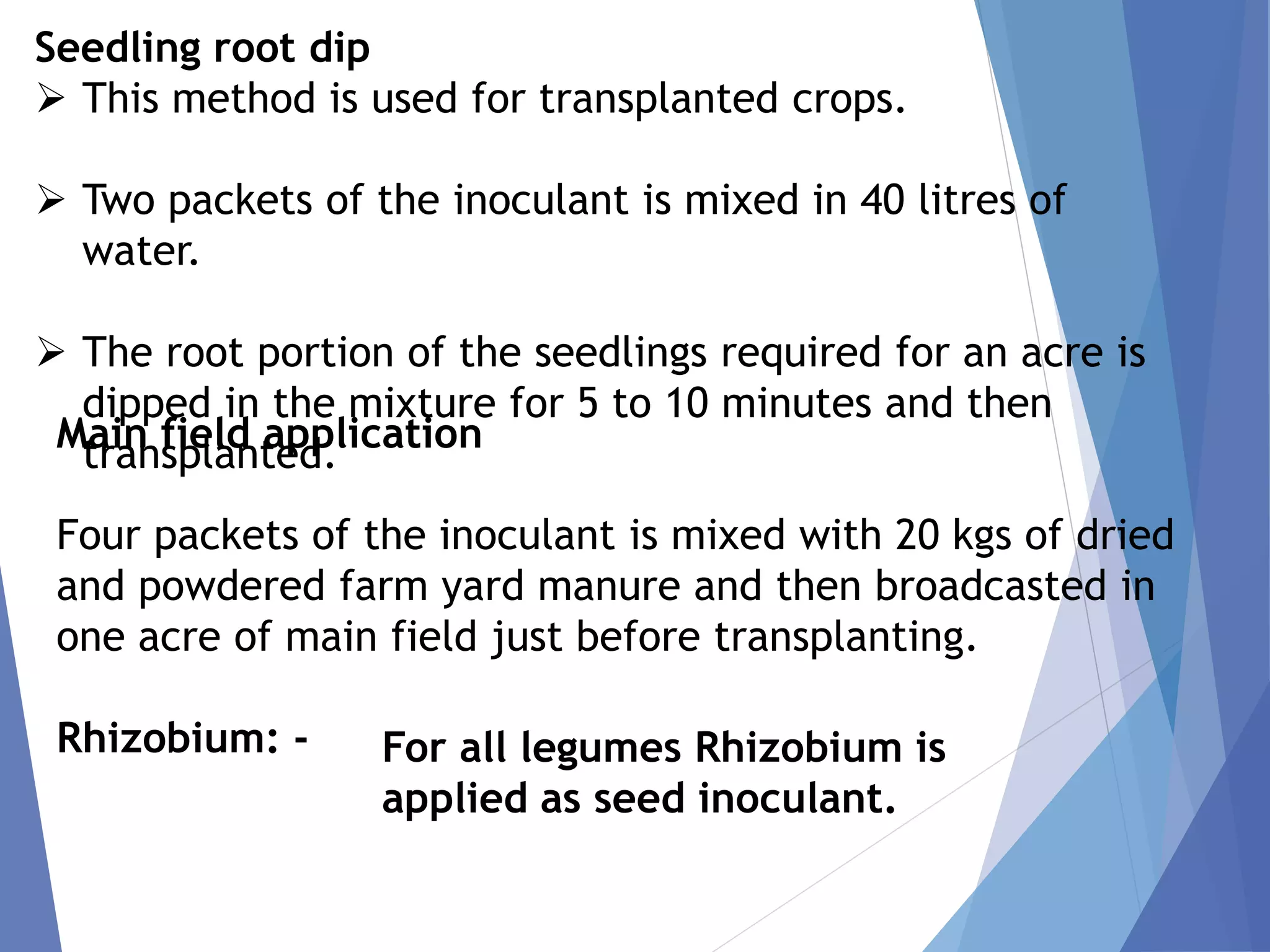 Rhizobium Biofertilizer Mass Production | PPTX