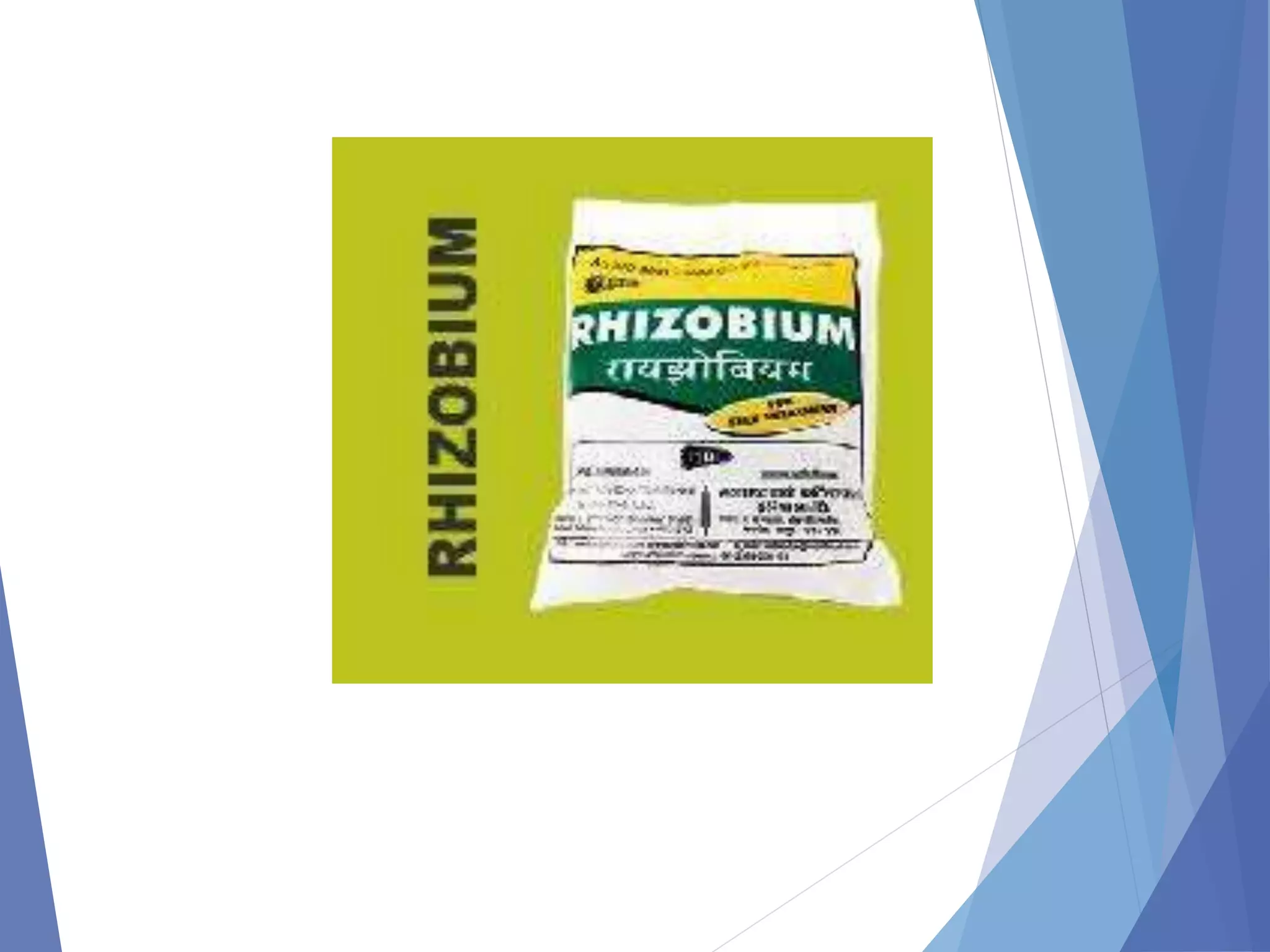Rhizobium Biofertilizer Mass Production | PPTX