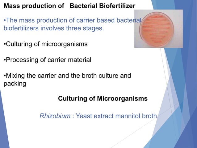 Rhizobium Biofertilizer Mass Production | PPTX | Agriculture | Industries