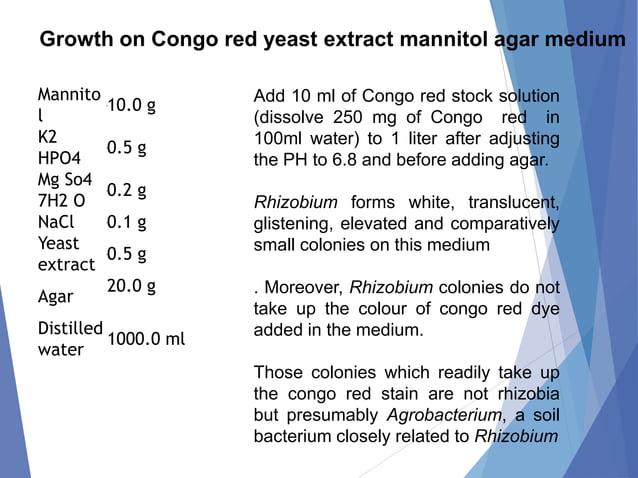 Rhizobium Biofertilizer Mass Production | PPTX | Agriculture | Industries