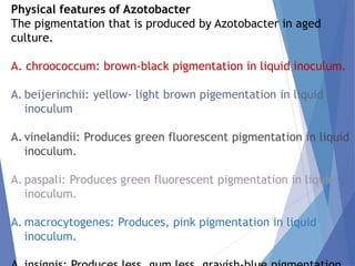 Rhizobium Biofertilizer Mass Production | PPTX