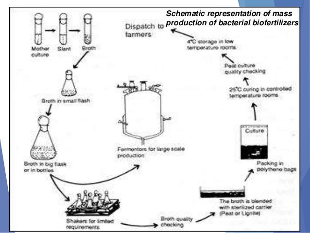 Rhizobium Biofertilizer Mass Production