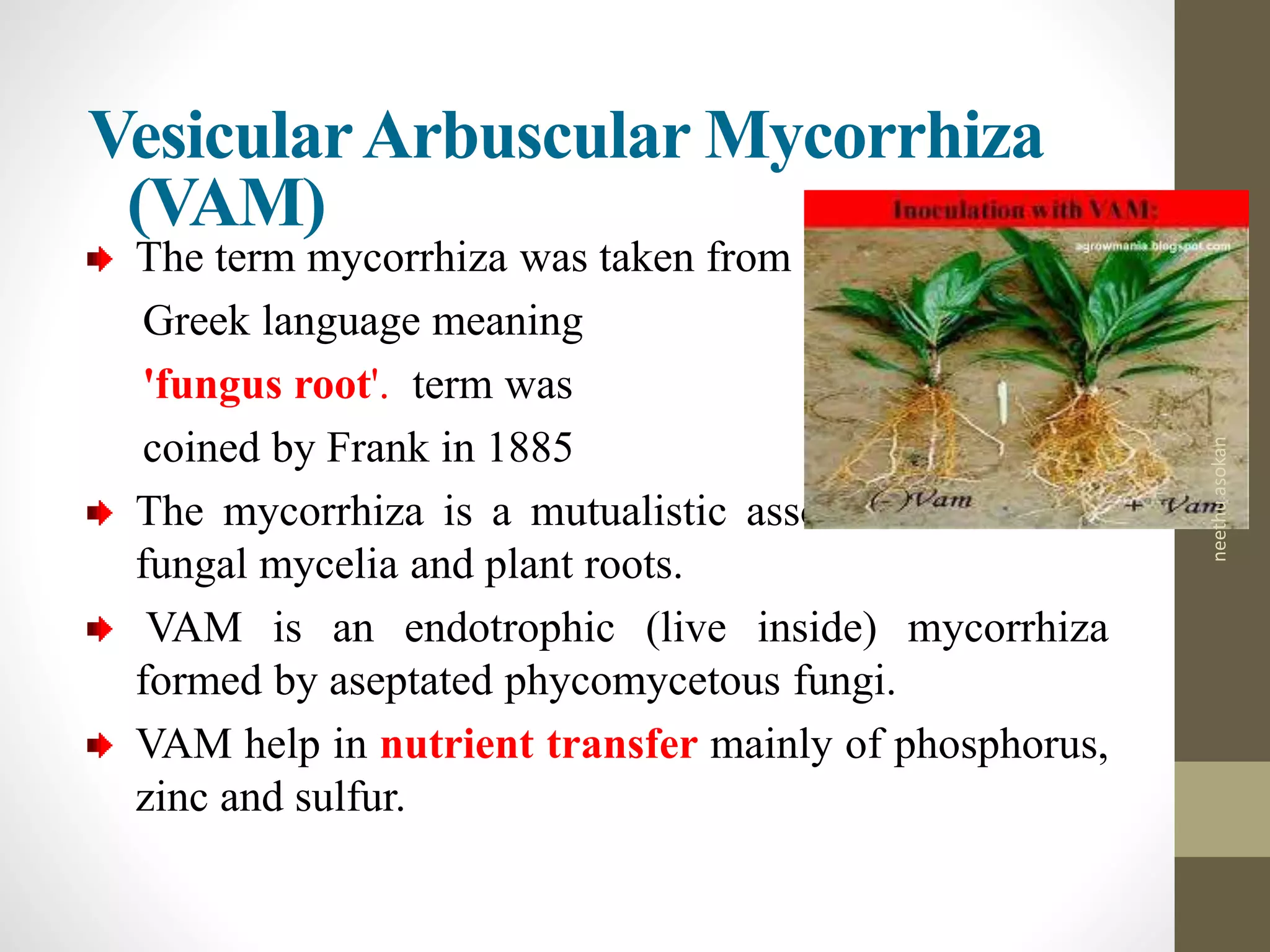Biofertilizer | PPTX