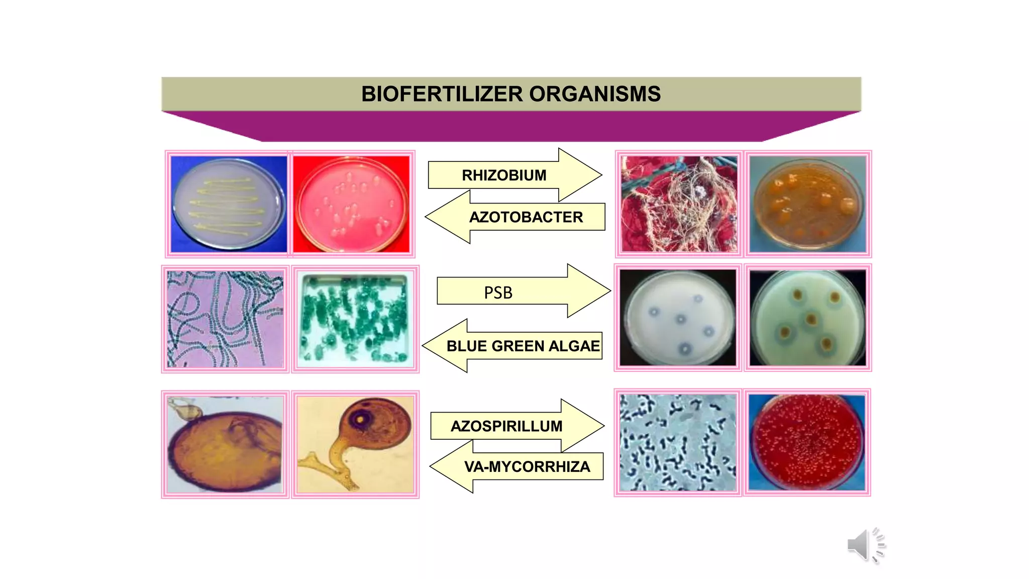 Biofertilizer | PPTX