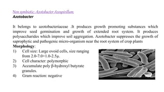 Biofertilizer | PPTX