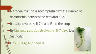 BIOFERTILIZERS USES AND ITS BENEFITS TO ENVIRONMENT .pptx