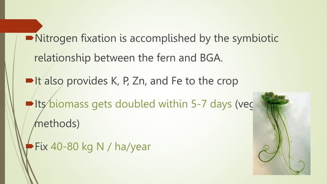BIOFERTILIZERS USES AND ITS BENEFITS TO ENVIRONMENT .pptx