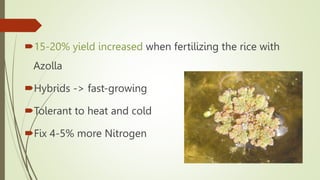 BIOFERTILIZERS USES AND ITS BENEFITS TO ENVIRONMENT .pptx