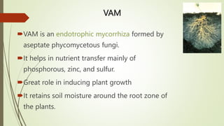 BIOFERTILIZERS USES AND ITS BENEFITS TO ENVIRONMENT .pptx