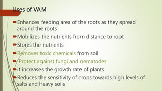 BIOFERTILIZERS USES AND ITS BENEFITS TO ENVIRONMENT .pptx