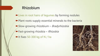 BIOFERTILIZERS USES AND ITS BENEFITS TO ENVIRONMENT .pptx