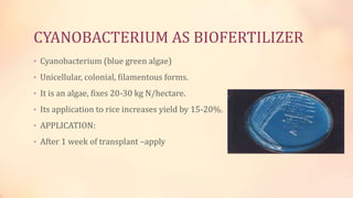 Biofertilizer applications | PPTX