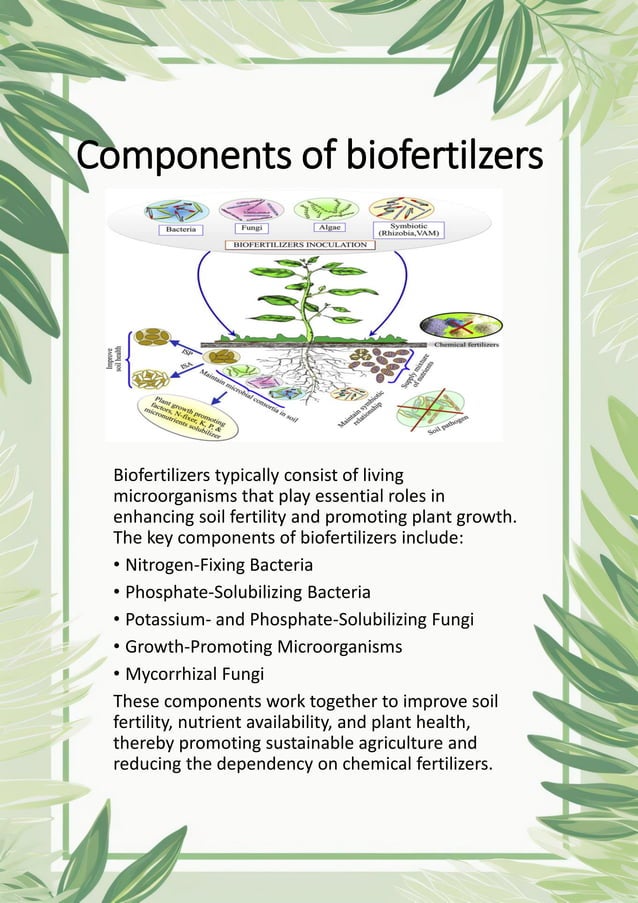 Biofertilizer : Harnessing Nature's Power, Exploring Biofertilizers ...