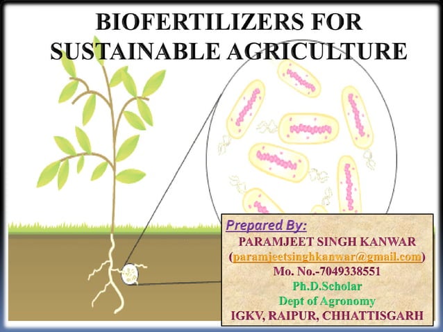 Biofertilizer for sustainable agriculture (paramjeet singh kanwar, IGKV ...