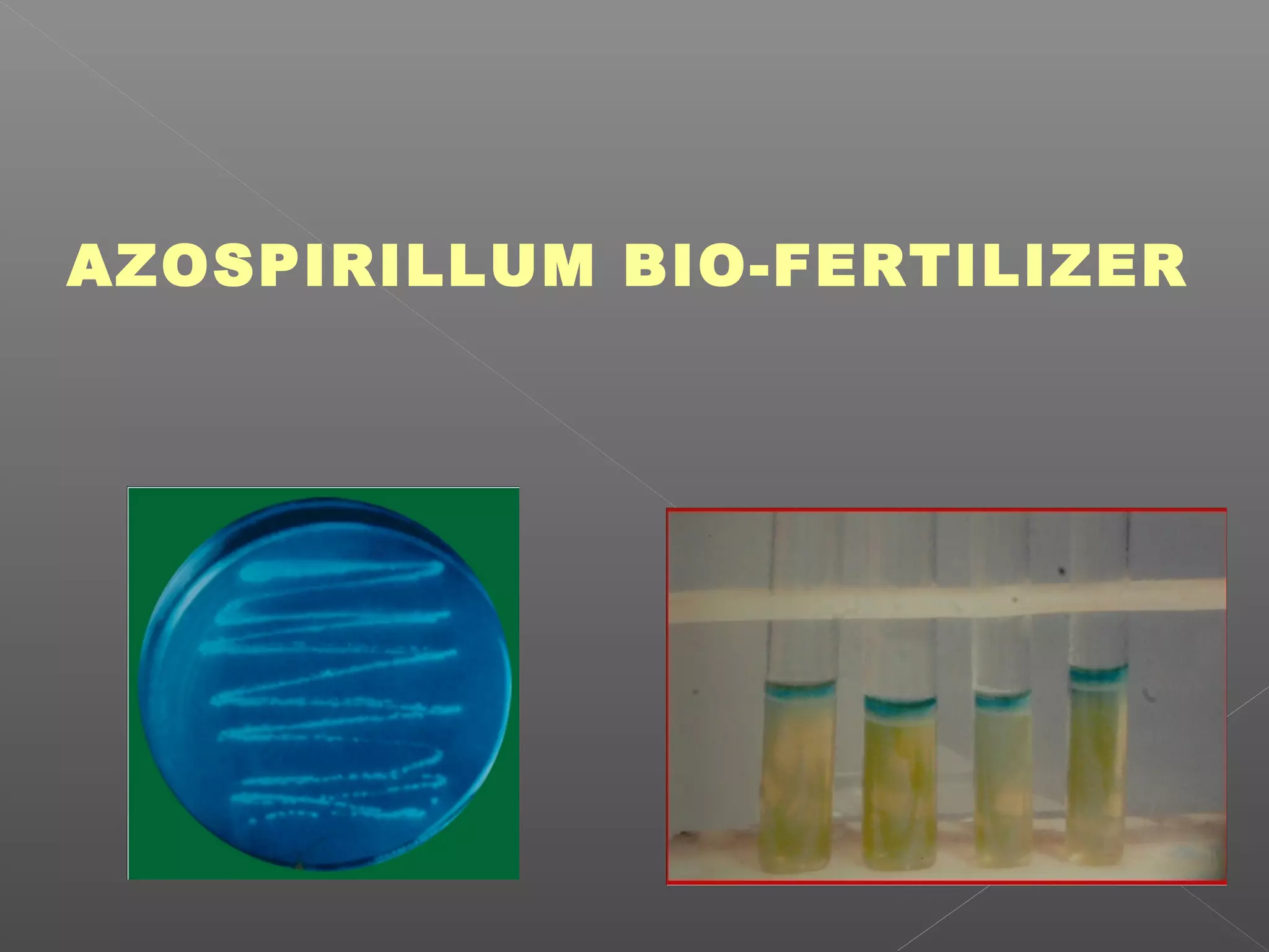 Biofertilizer Technology ppt | PPT