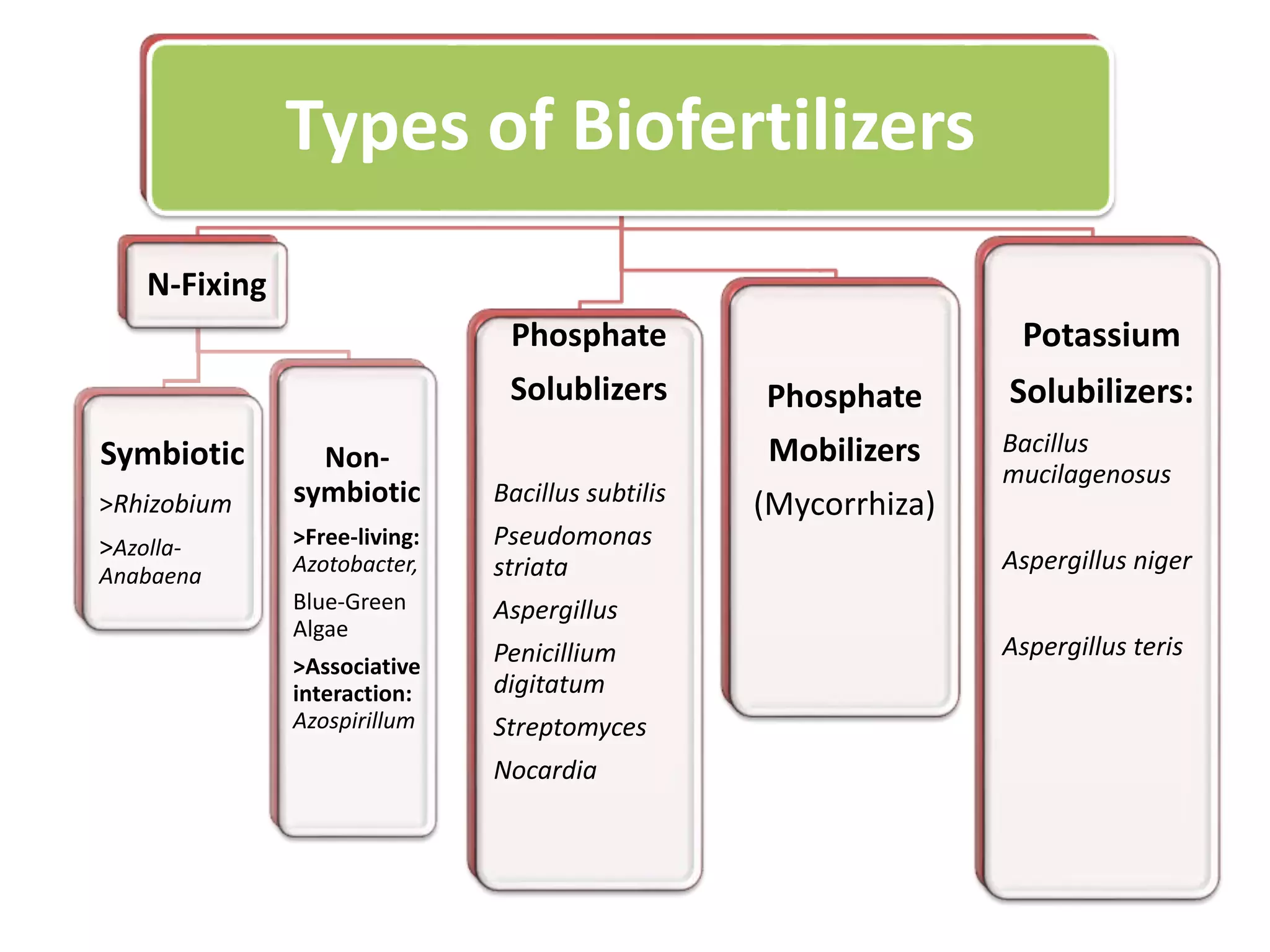 Biofertilizers | PPTX