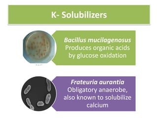 Biofertilizers | PPTX