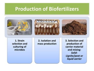 Biofertilizers | PPTX