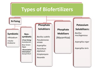 Biofertilizers | PPTX