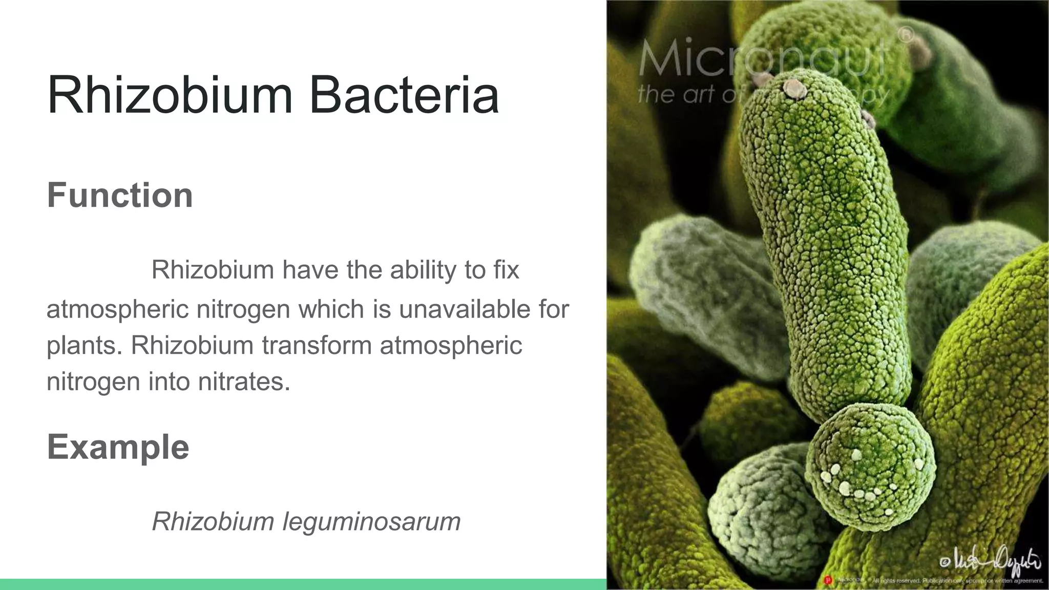Microorganisms used in biofertilizers | PPTX