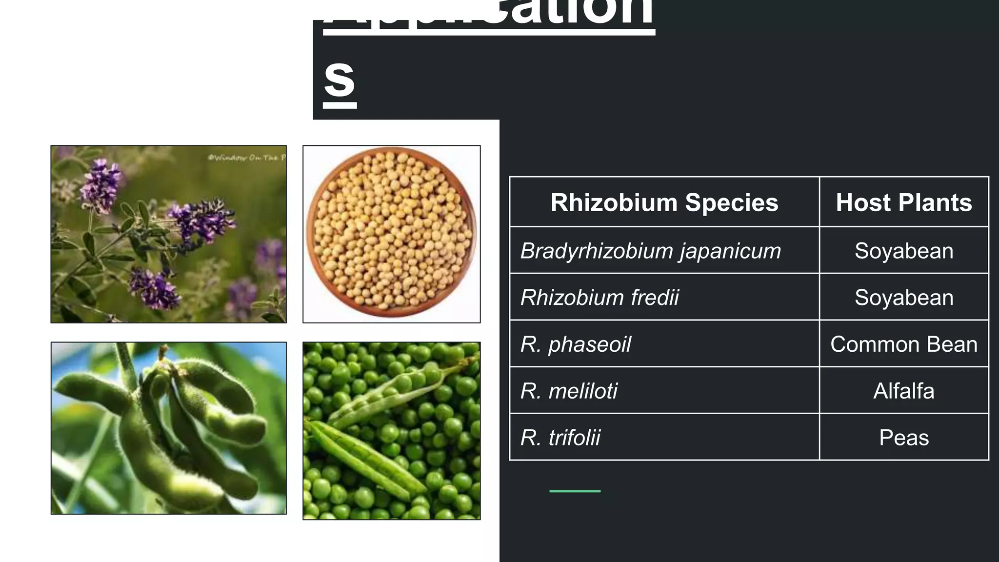 Microorganisms used in biofertilizers | PPTX