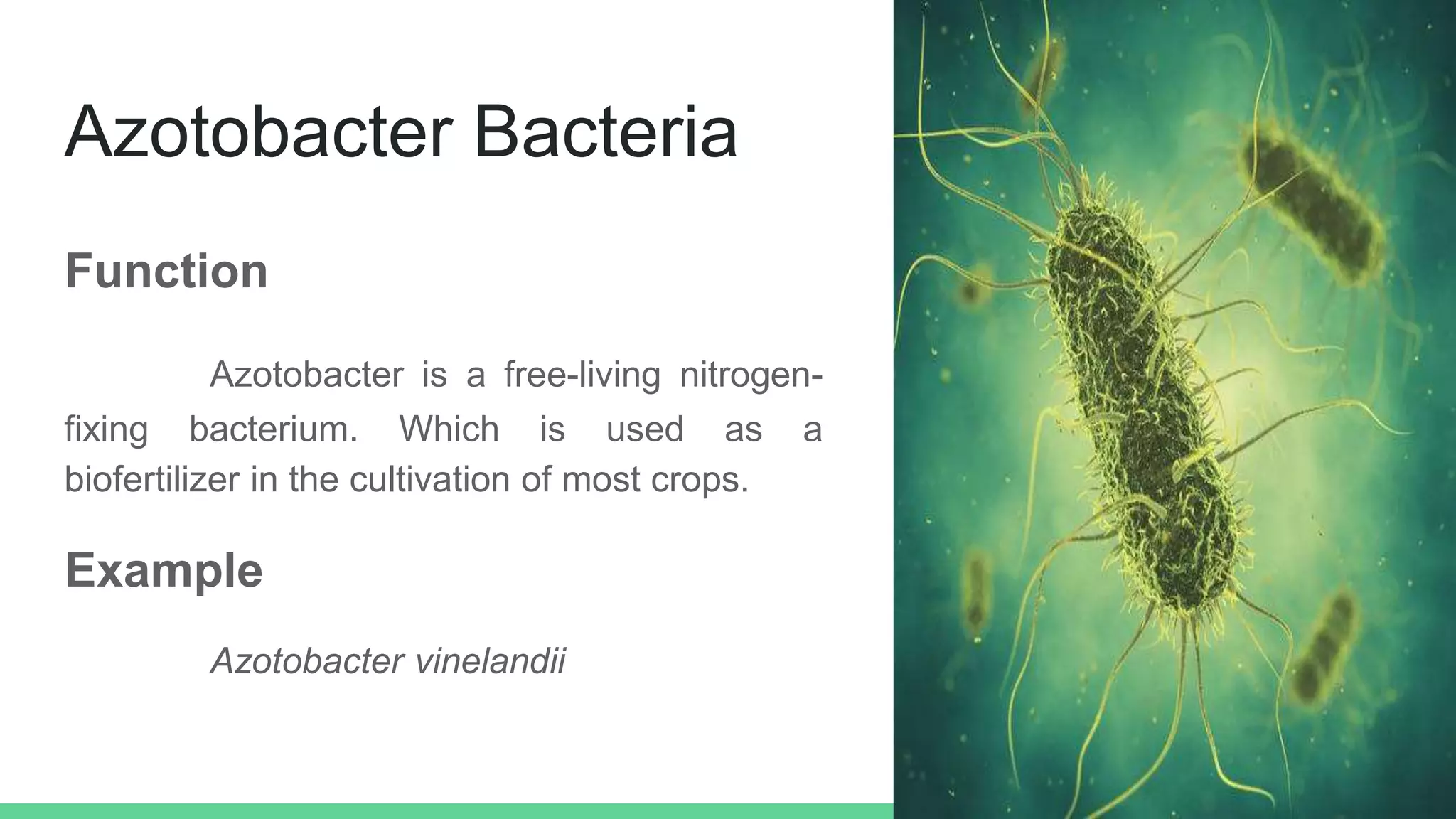 Microorganisms used in biofertilizers | PPTX