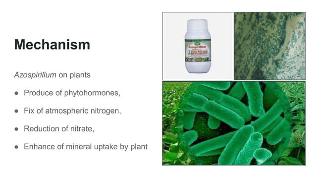 Microorganisms used in biofertilizers | PPTX