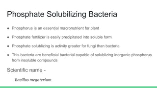 Microorganisms used in biofertilizers | PPTX