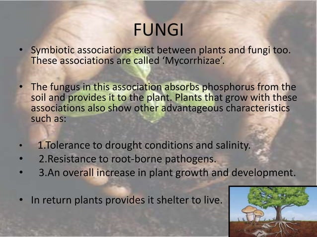 Bio fertilizers , DEFINITION, TYPES ,ADVANTAGES AND DISADVANTAGES. | PPTX