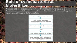 BioFertilizers.pptx