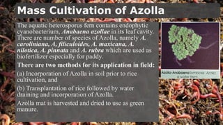 BioFertilizers.pptx