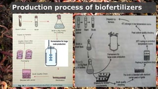 BioFertilizers.pptx