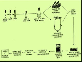Biofertilizers types and application .pdf