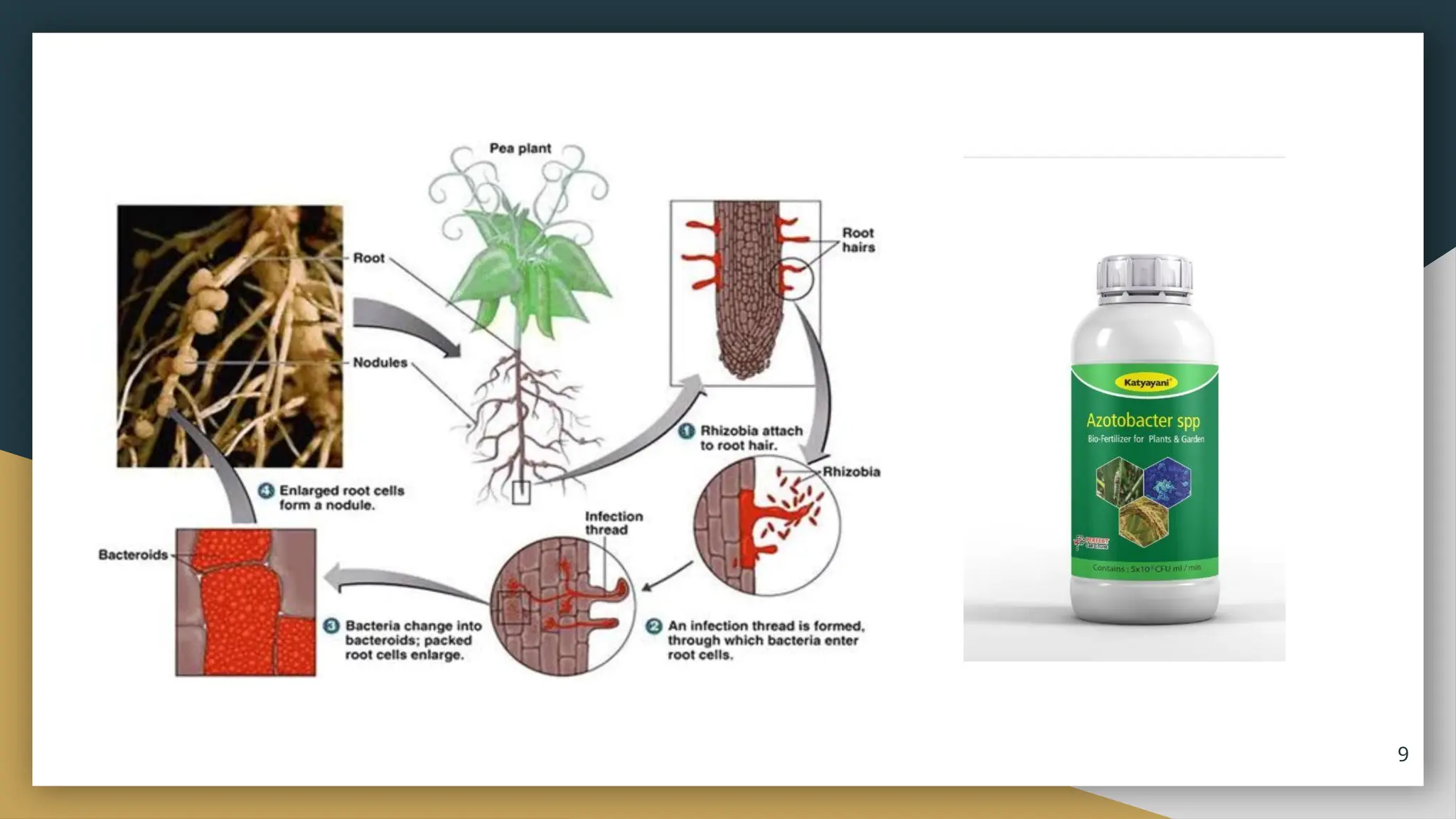 About Biofertilizers Their Uses Pptx