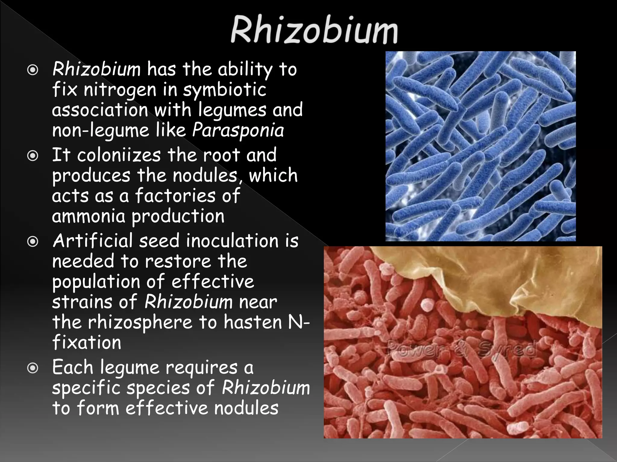 Biofertilizers organic farming | PPTX