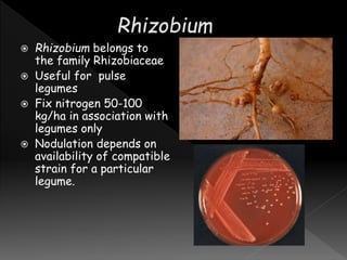 Biofertilizers organic farming | PPT