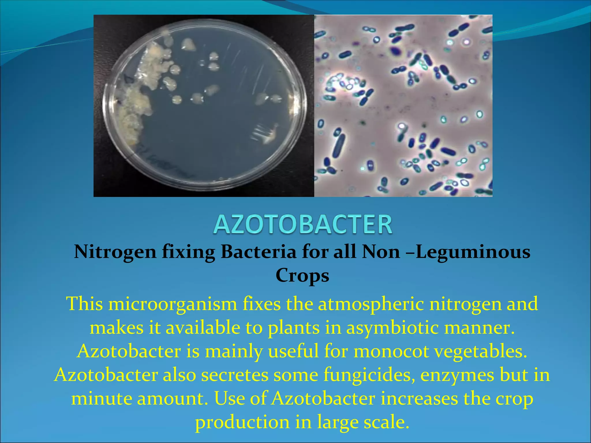 Production of Biofertilizers | PPT