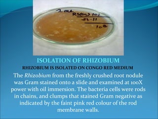 Production of Biofertilizers | PPT