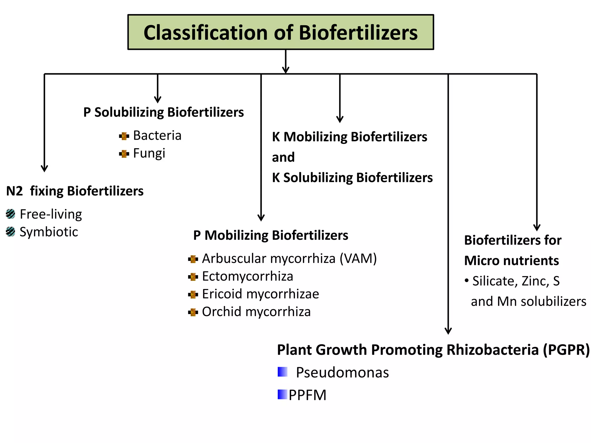 Biofertilizers and its importance in Agriculture.pptx