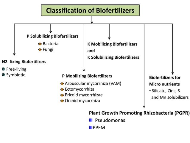 Biofertilizers and its importance in Agriculture.pptx | Agriculture | Industries