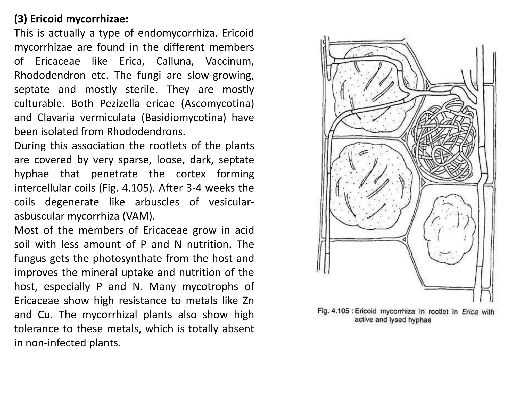 Biofertilizers and mycorryza | PPTX