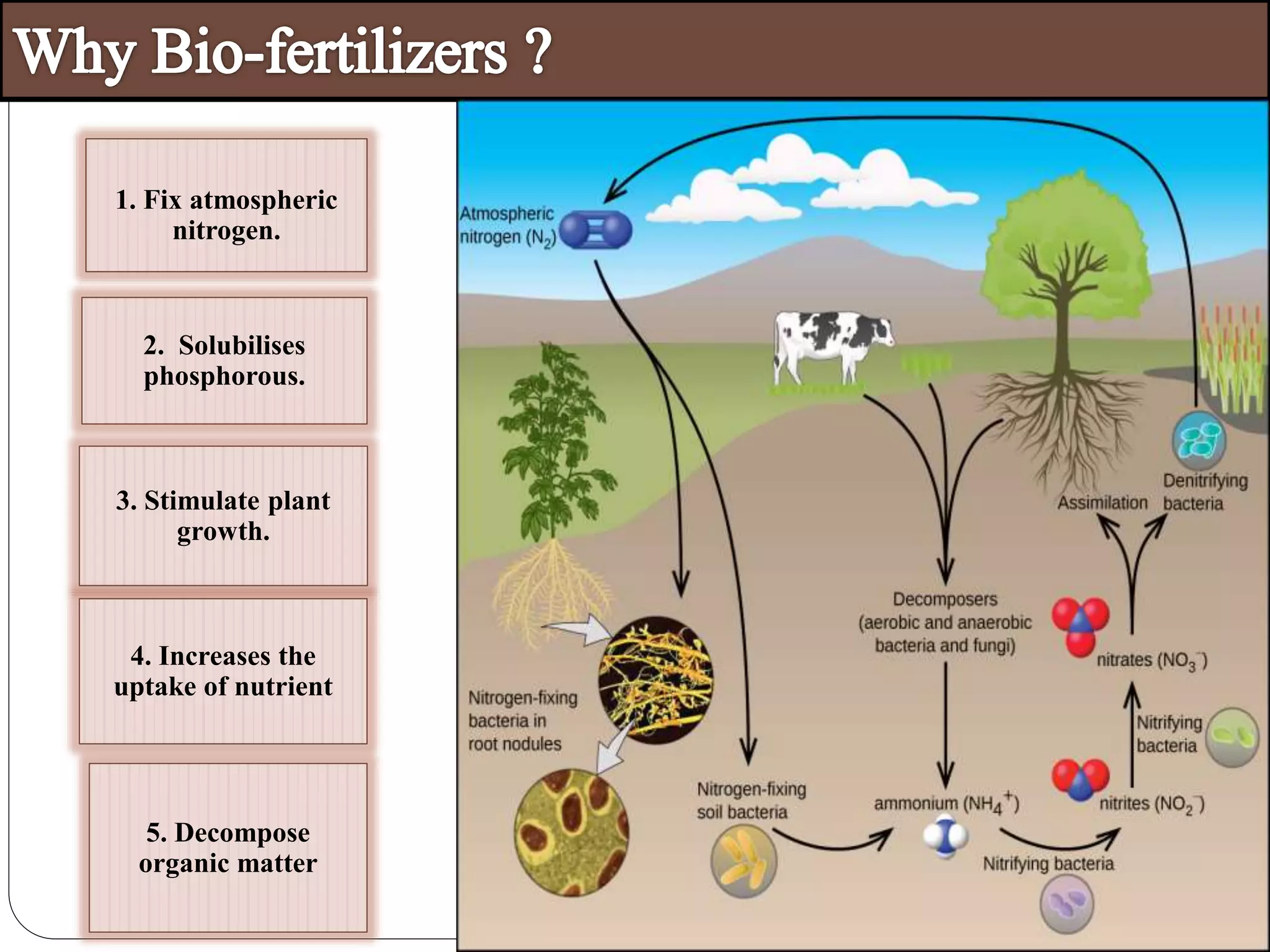 Biofertilizers and their role (india) | PPTX
