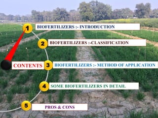 Biofertilizers and their role (india) | PPTX