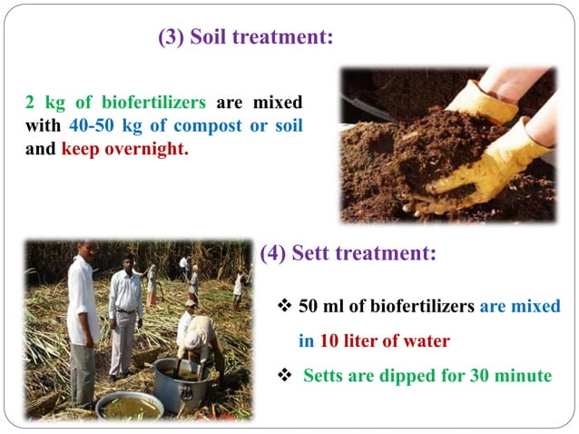 Biofertilizers and their role (india) | PPTX | Agriculture | Industries