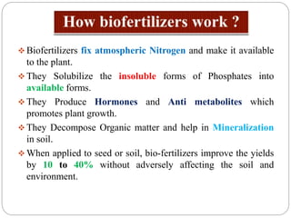 Biofertilizers and their role (india) | PPTX