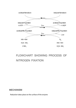 Biofertilizers | PDF