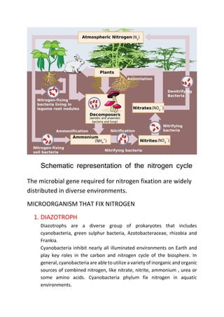 Biofertilizers | PDF